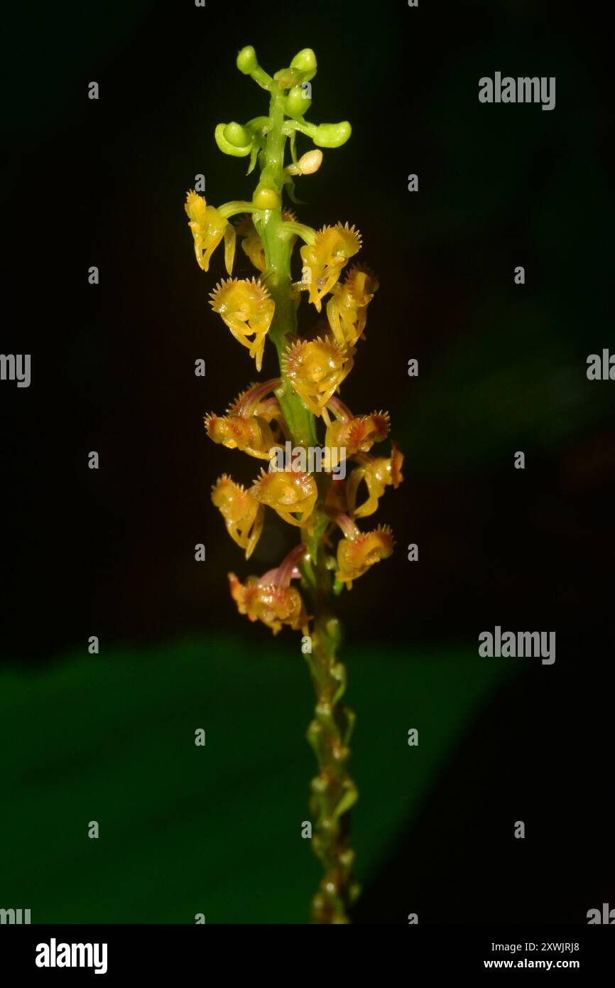 Malaxis versicolor hi-res stock photography and images - Alamy