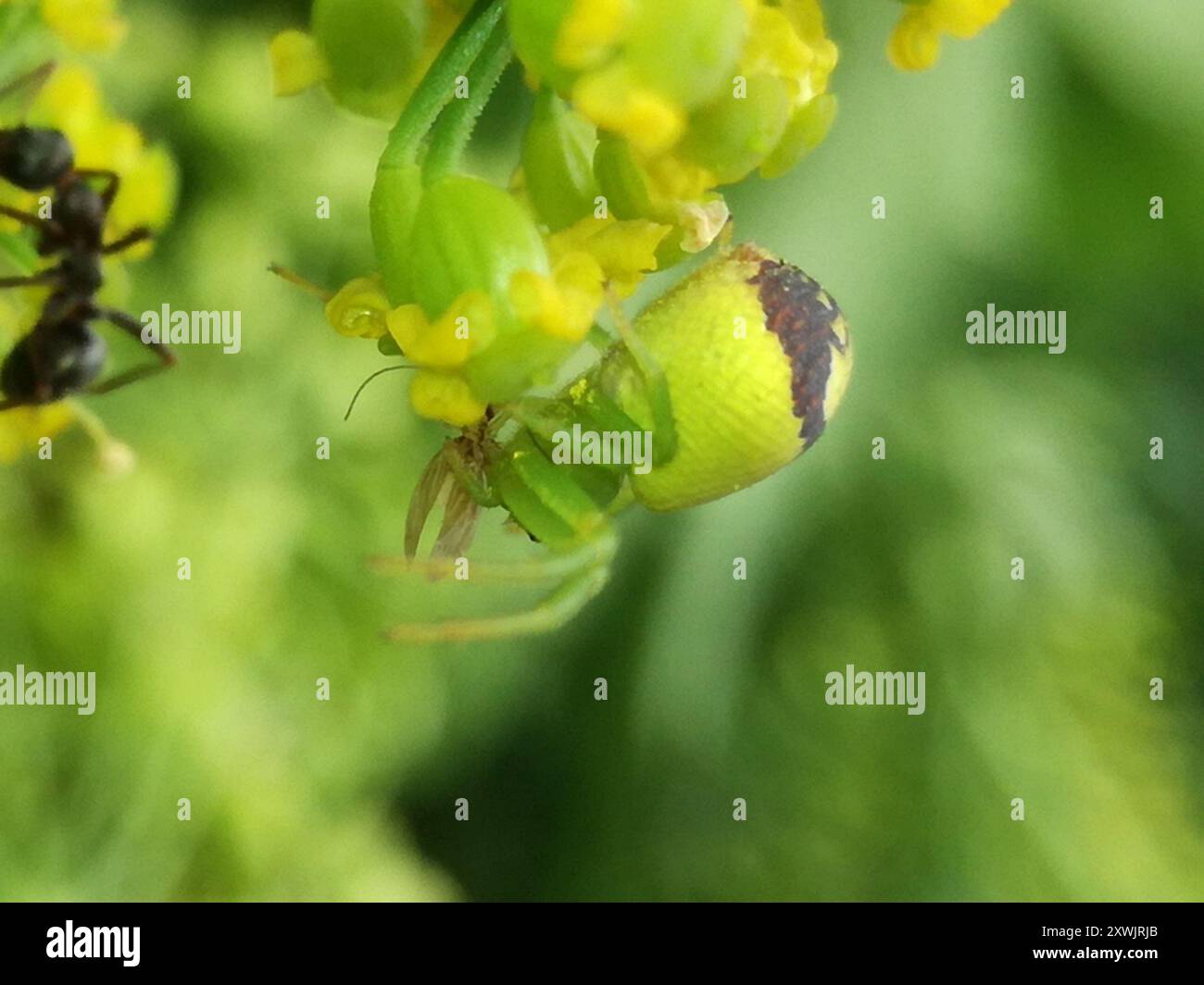 Triangle crab spider ebrechtella tricuspidata hi-res stock photography ...