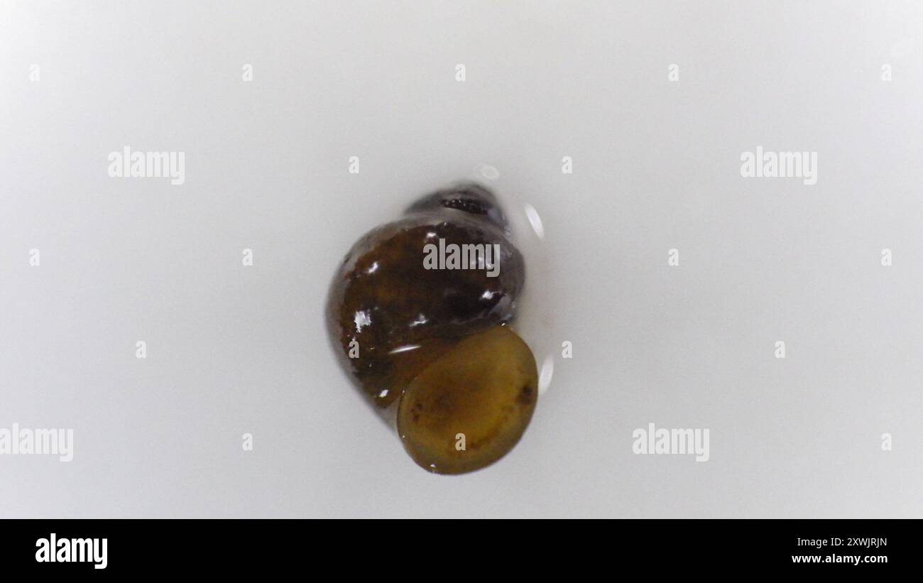 Hydrobiid Mud Snails (Hydrobiidae) Mollusca Stock Photo - Alamy