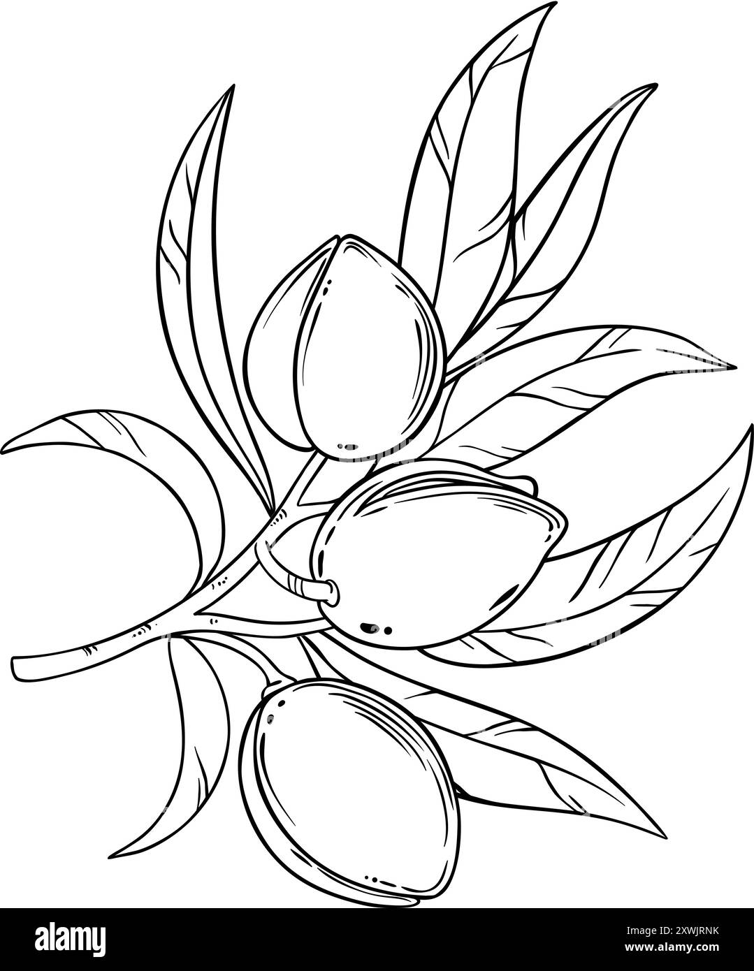 Almond Branch with Nuts Outline Illustration Stock Vector Image & Art ...