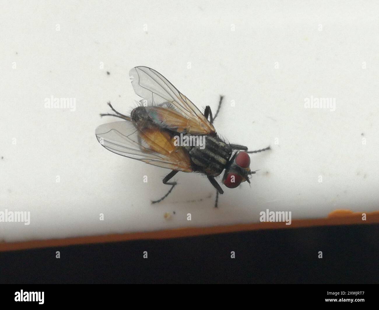 Common House Fly (Musca domestica) Insecta Stock Photo - Alamy