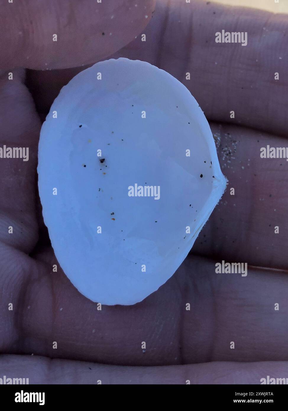 Bent-nosed Clam (Macoma nasuta) Mollusca Stock Photo - Alamy