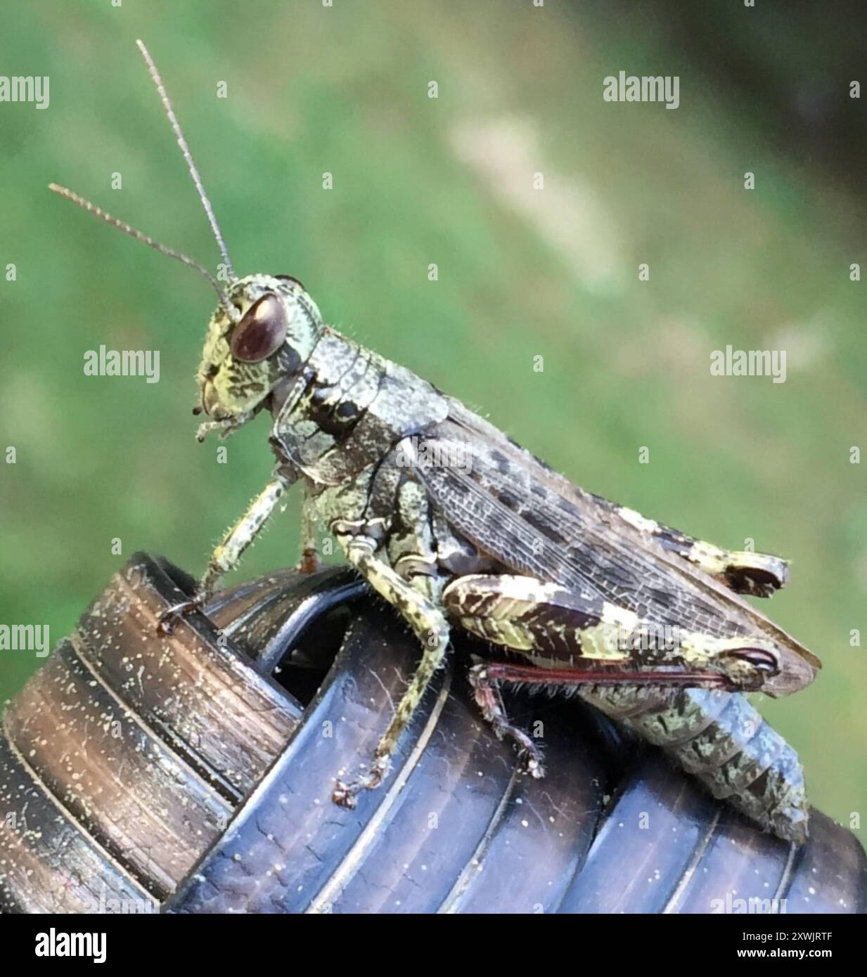 Pine tree Spur-throat Grasshopper (Melanoplus punctulatus) Insecta ...
