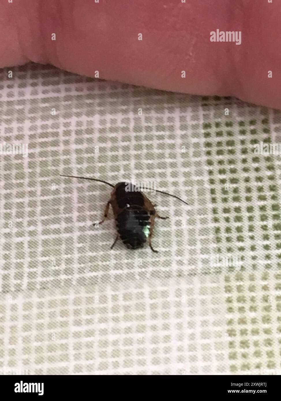 Forest Cockroach (Ectobius sylvestris) Insecta Stock Photo - Alamy