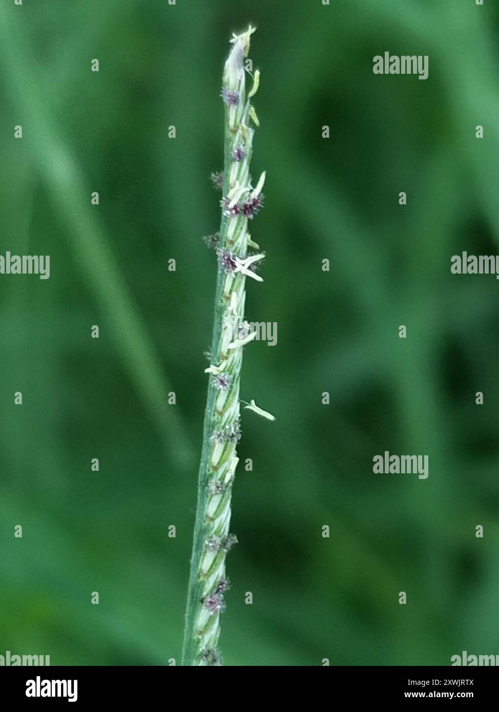 Bermuda grass (Cynodon dactylon) Plantae Stock Photo - Alamy