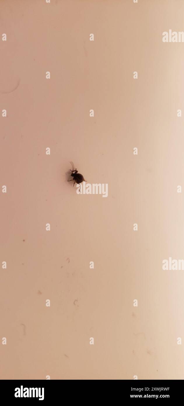 Gibbium hi-res stock photography and images - Alamy