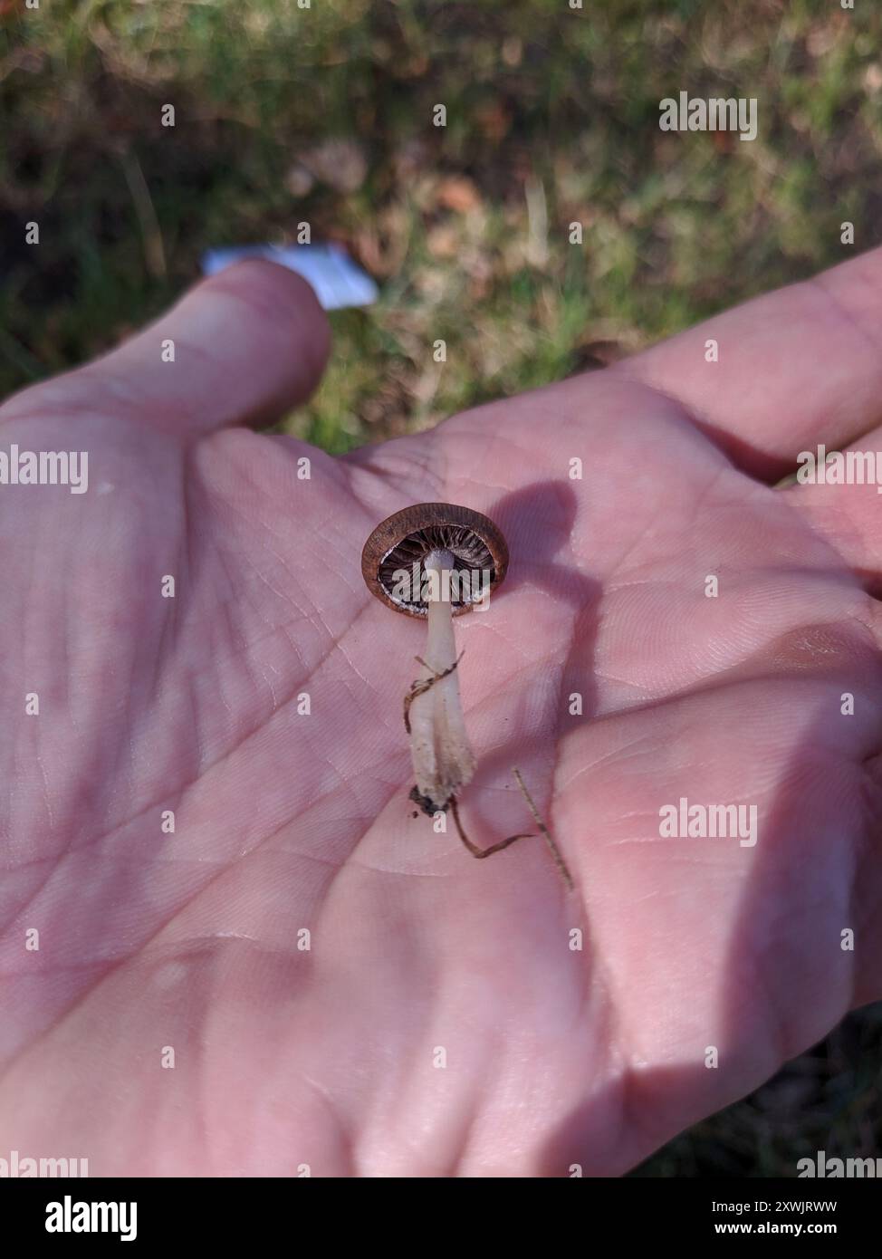 Brittlestems (Psathyrella) Fungi Stock Photo - Alamy