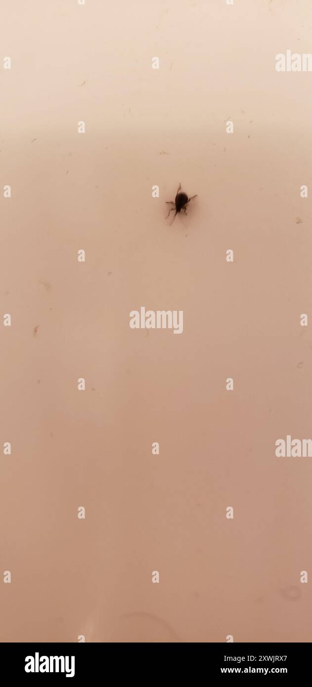 Gibbium hi-res stock photography and images - Alamy