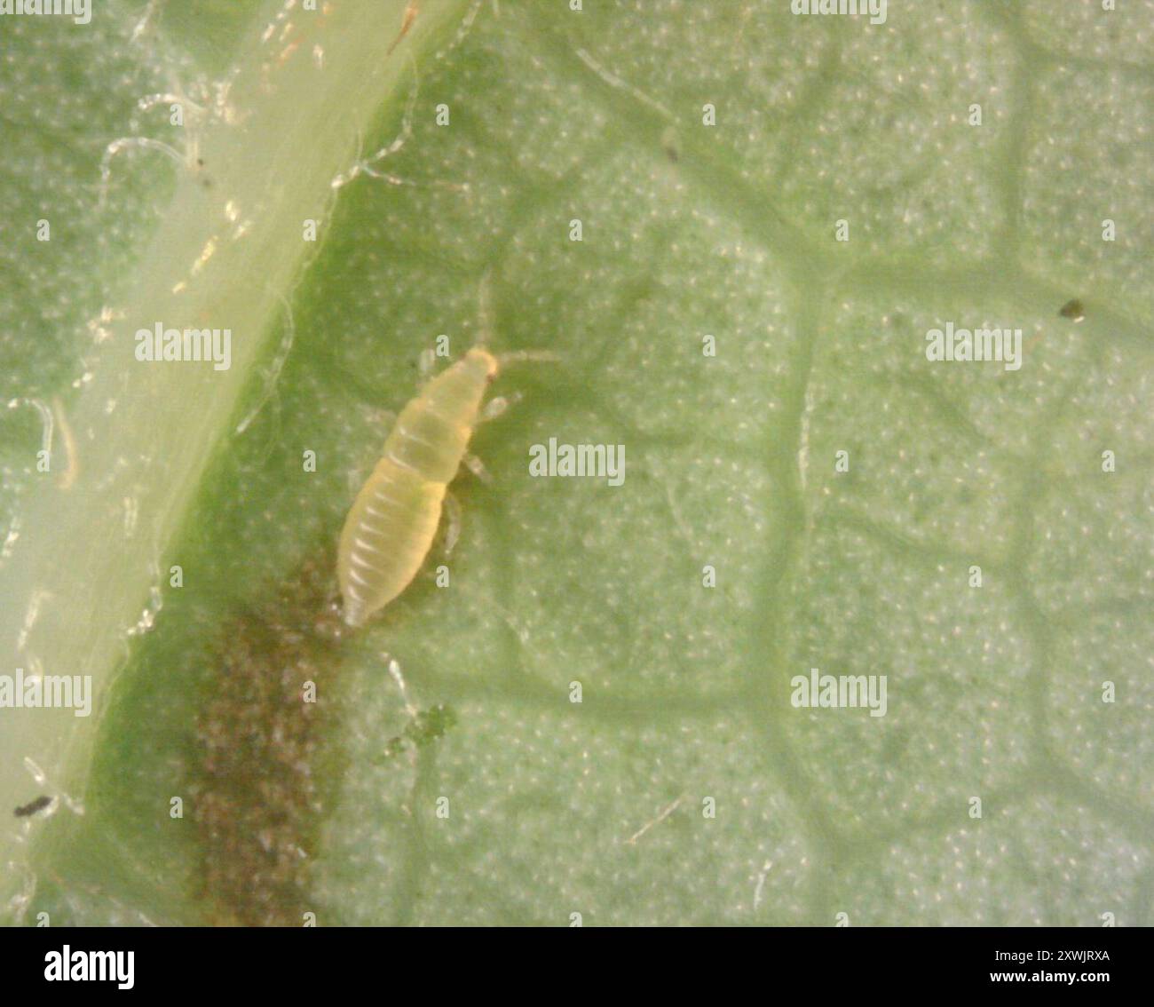 Common Thrips (Thripidae) Insecta Stock Photo - Alamy
