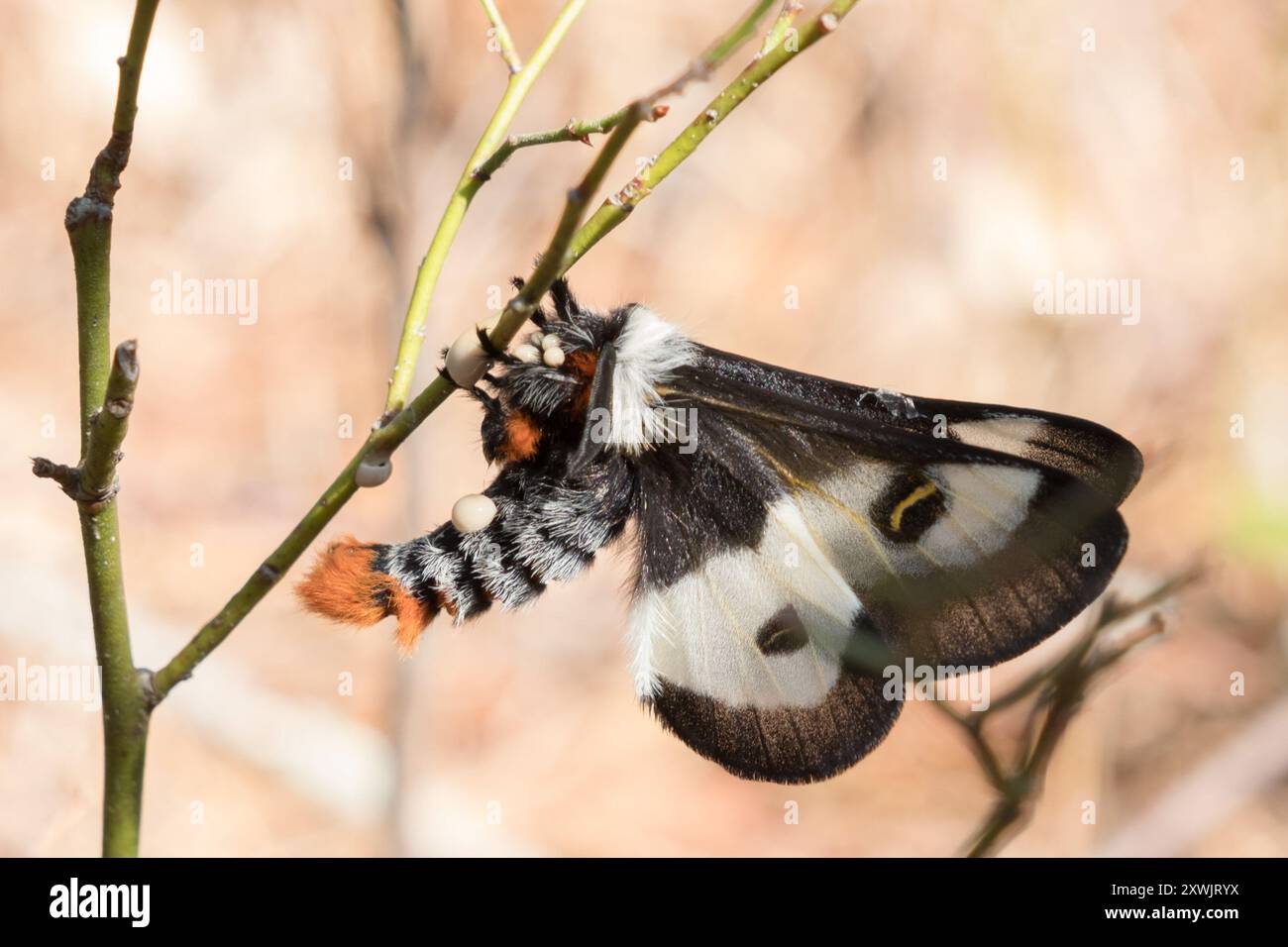 Buck Moth (Hemileuca maia) Insecta Stock Photo - Alamy
