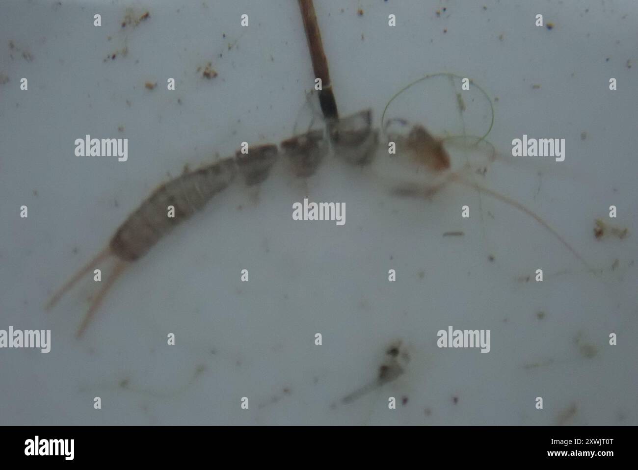 Stoneflies (Plecoptera) Insecta Stock Photo - Alamy