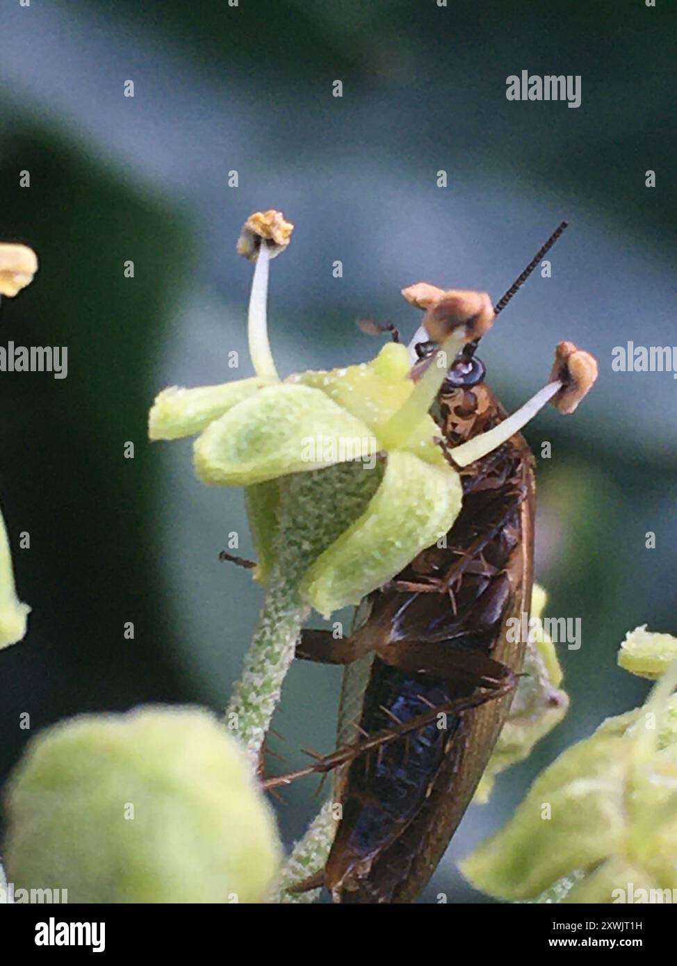 Amber Wood Cockroach (Ectobius vittiventris) Insecta Stock Photo - Alamy