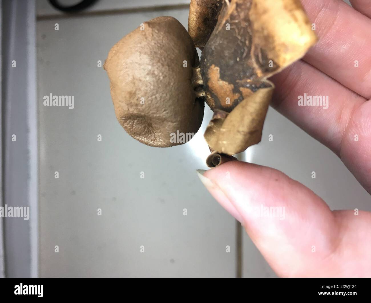Pepper Pot (Myriostoma coliforme) Fungi Stock Photo - Alamy