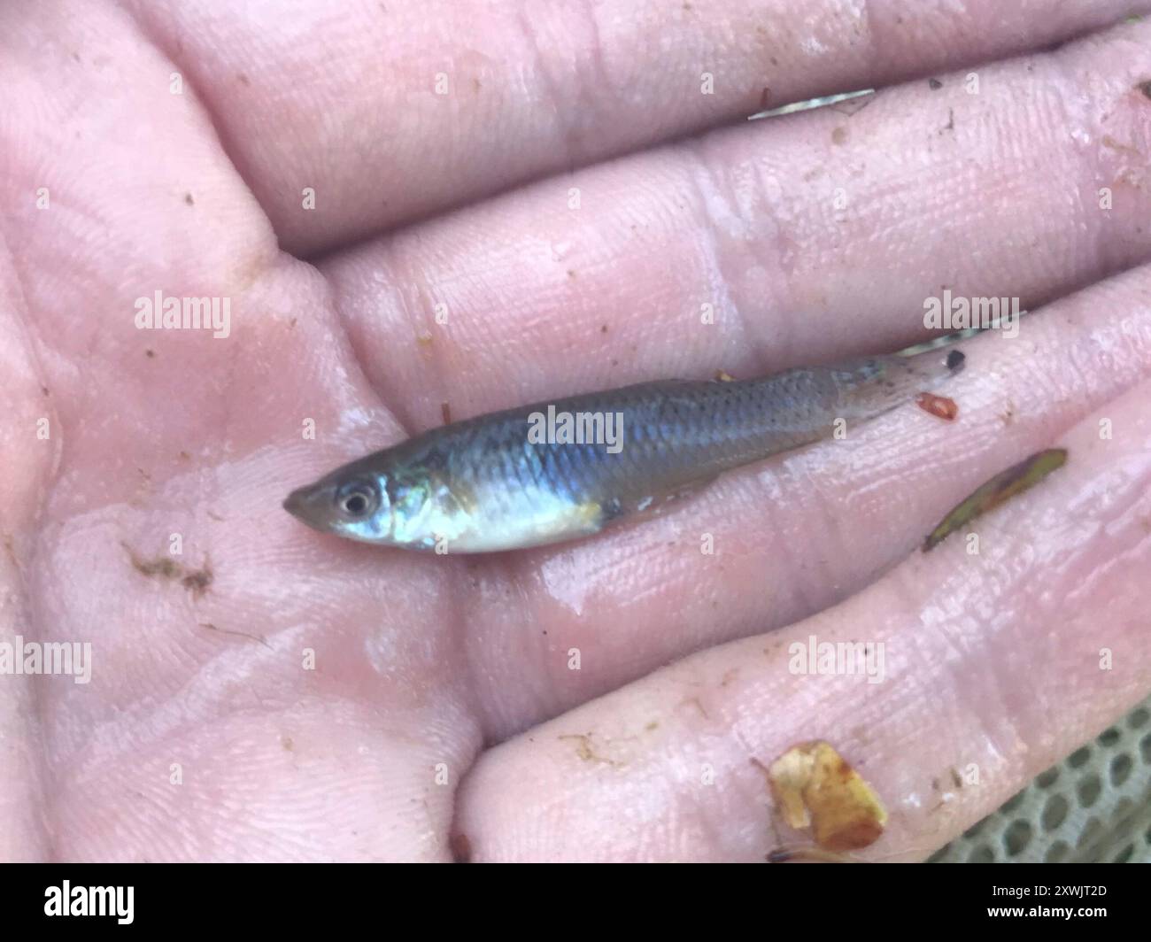 Western Mosquitofish (Gambusia affinis) Actinopterygii Stock Photo - Alamy