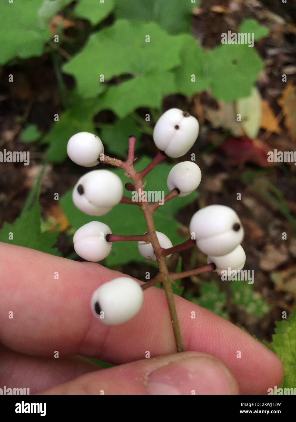 white baneberry (Actaea pachypoda) Plantae Stock Photo - Alamy