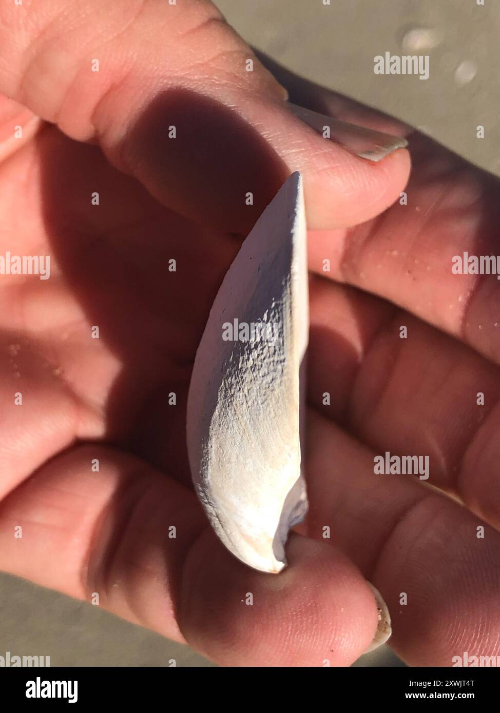 Pismo Clam (Tivela stultorum) Mollusca Stock Photo - Alamy