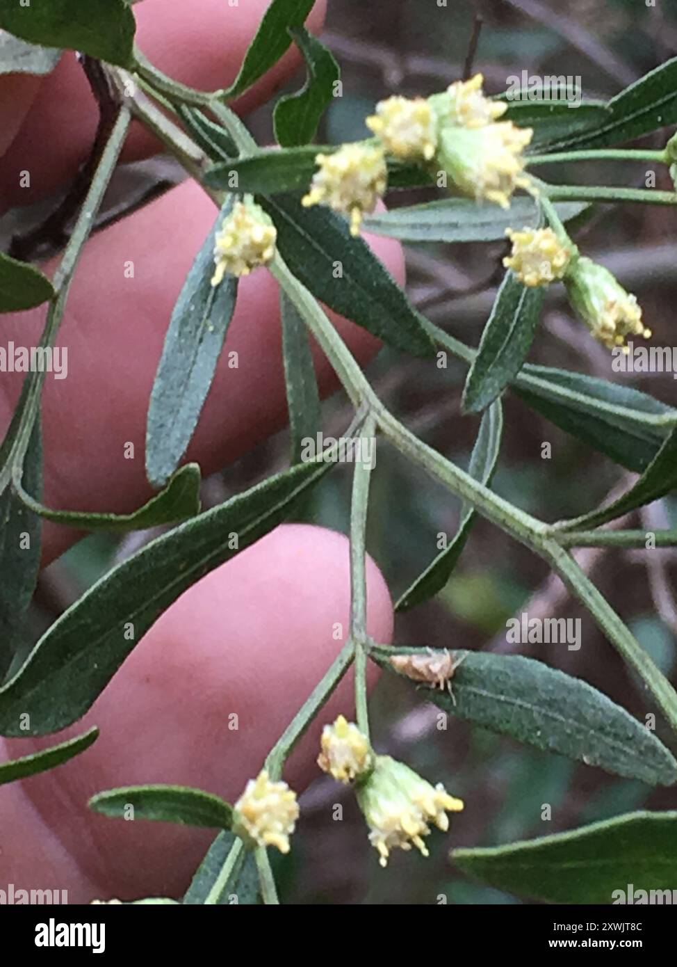 groundsel tree (Baccharis halimifolia) Plantae Stock Photo - Alamy