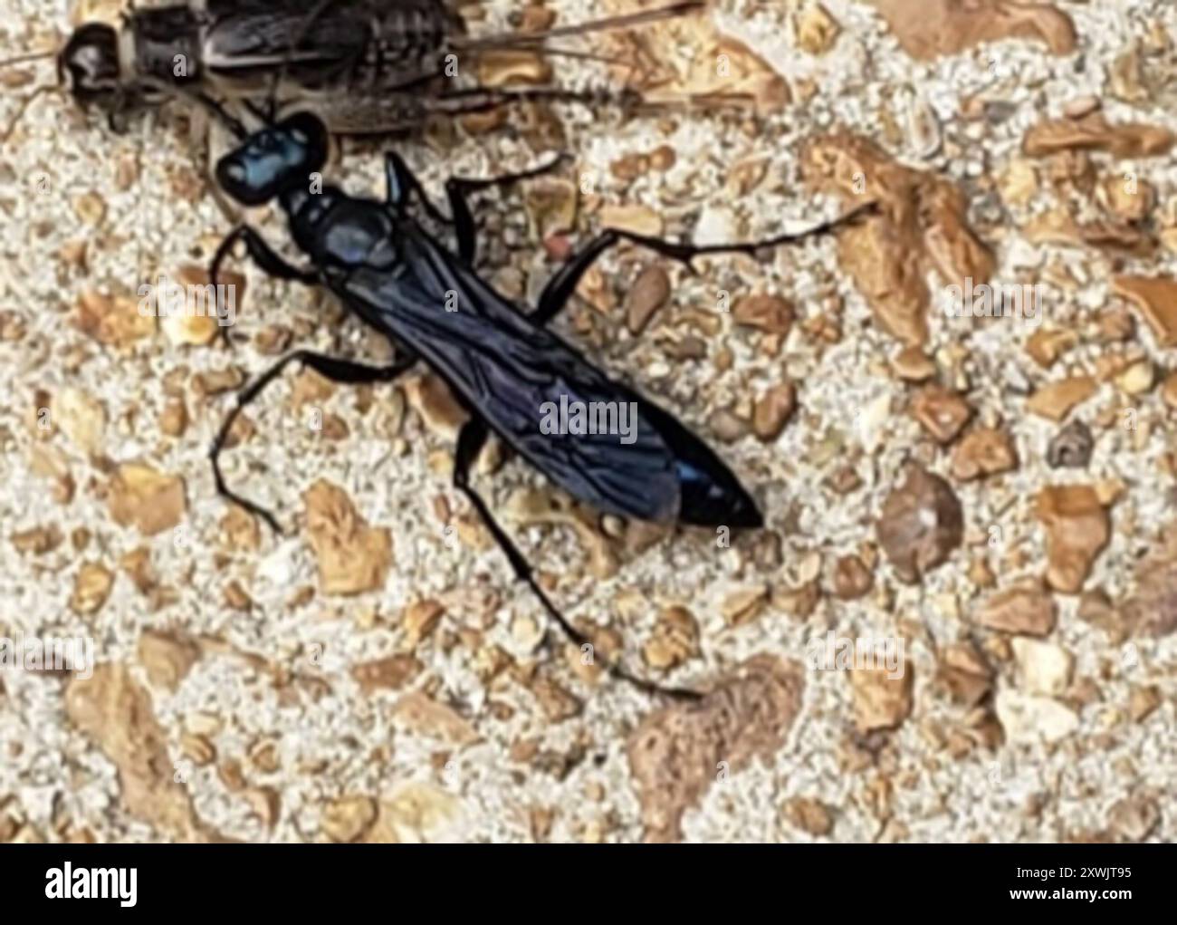Hunter wasp chlorion hi-res stock photography and images - Alamy