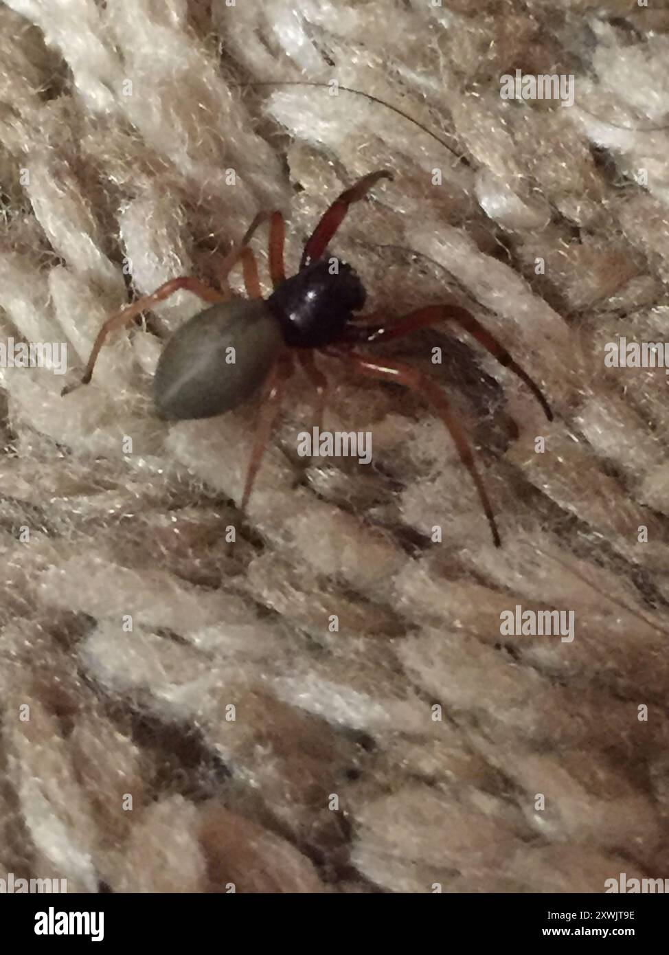 Broad-faced Sac Spider (Trachelas tranquillus) Arachnida Stock Photo ...