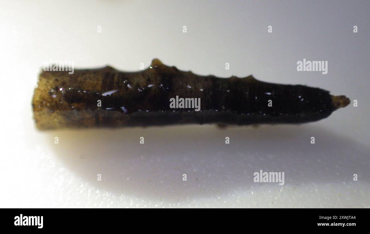 Grannom Caddisflies (Brachycentrus) Insecta Stock Photo - Alamy