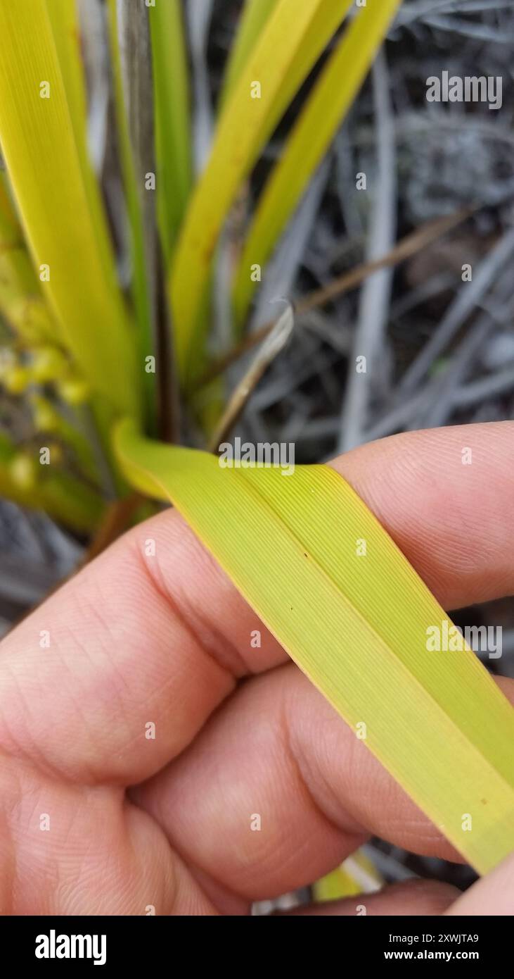 'uki'uki (Dianella sandwicensis) Plantae Stock Photo - Alamy