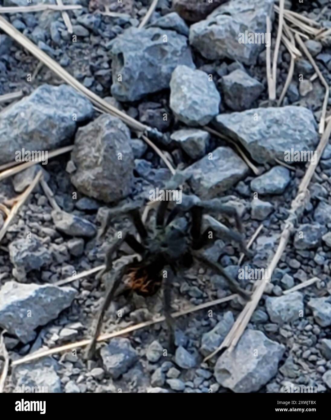 Grand Canyon Black Tarantula (Aphonopelma marxi) Arachnida Stock Photo ...