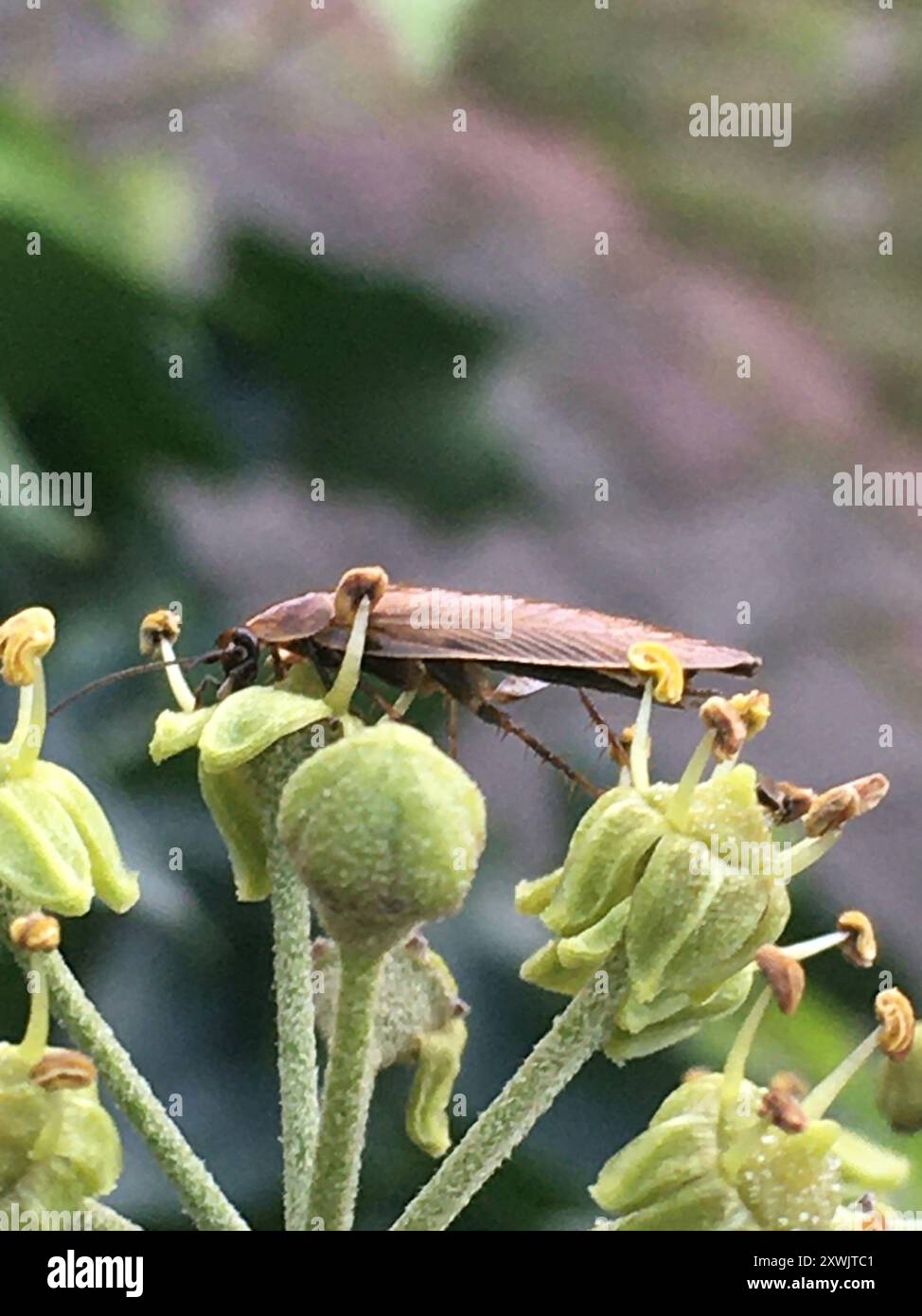 Amber Wood Cockroach (Ectobius vittiventris) Insecta Stock Photo - Alamy
