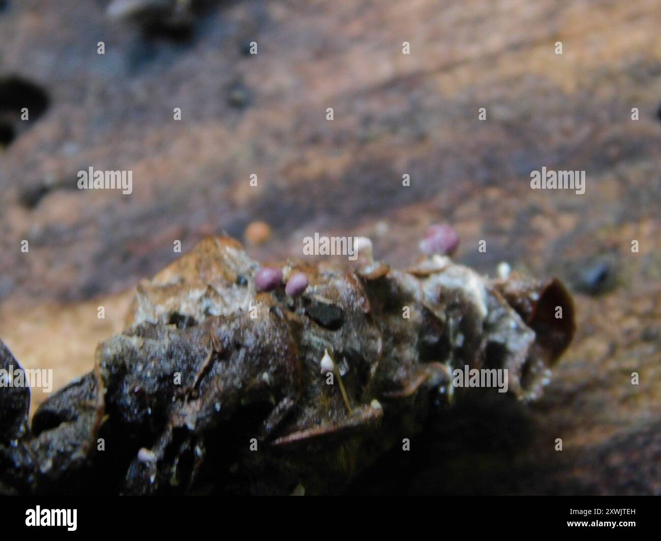 slime molds (Mycetozoa) Protozoa Stock Photo - Alamy