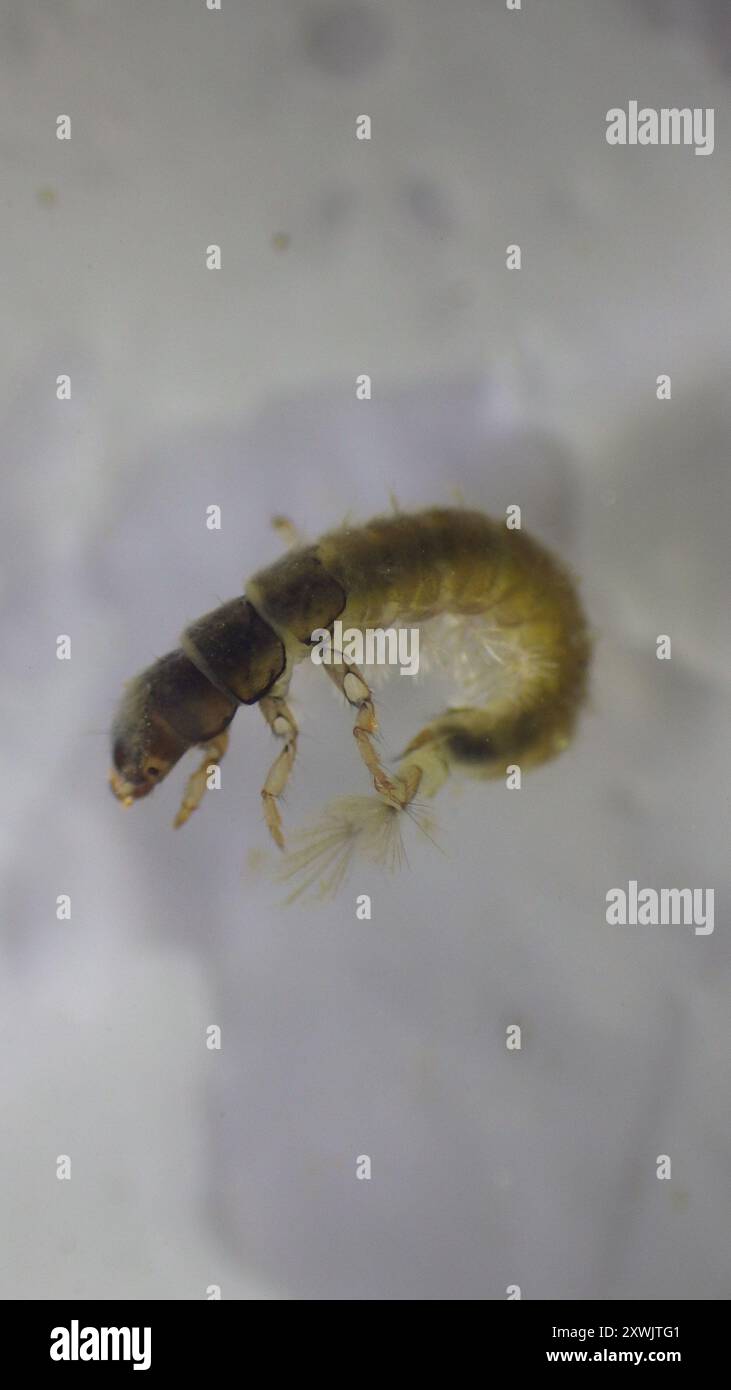 Net-spinning Caddisflies (Hydropsychidae) Insecta Stock Photo - Alamy