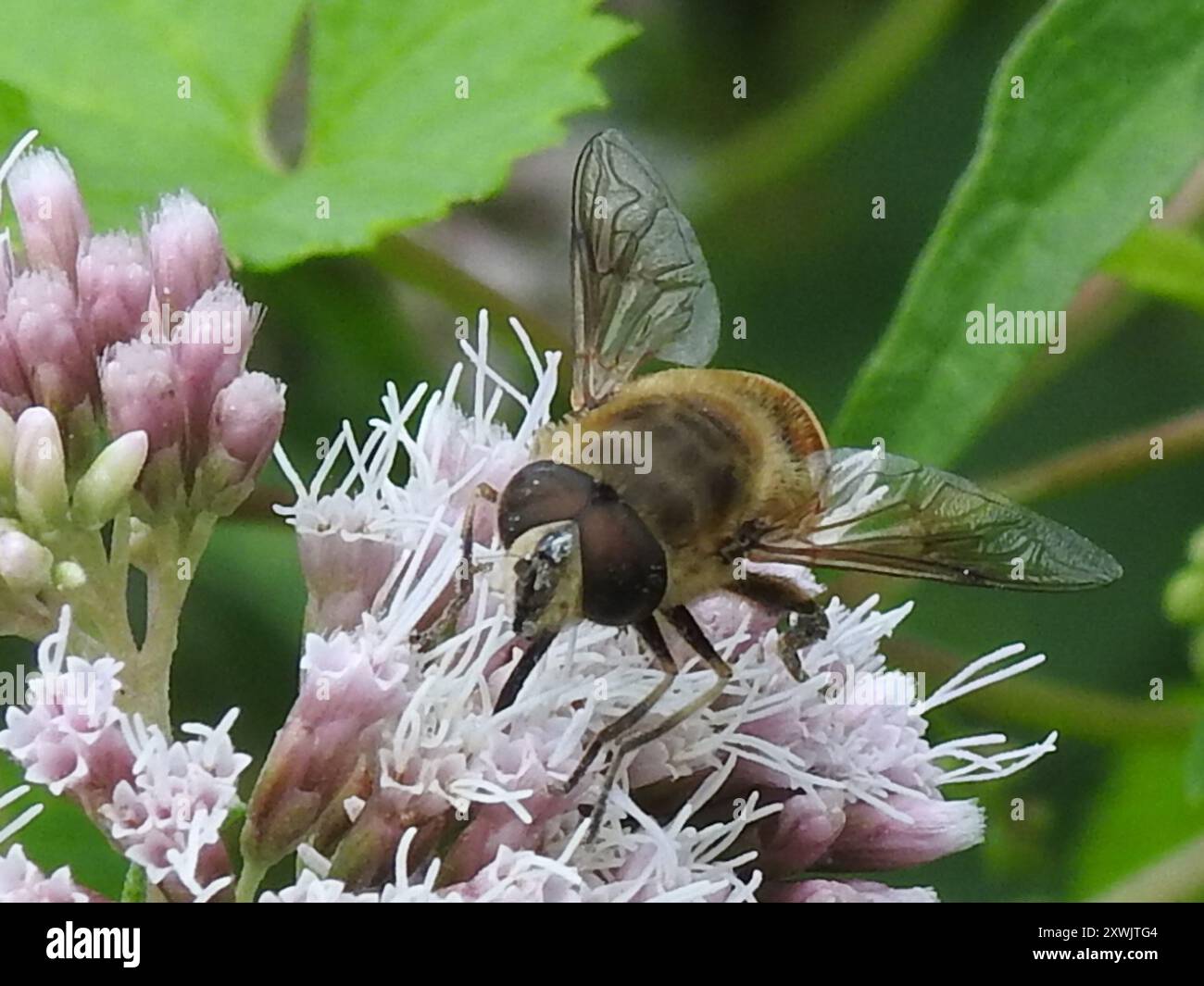 Common Drone Fly (Eristalis tenax) Insecta Stock Photo - Alamy