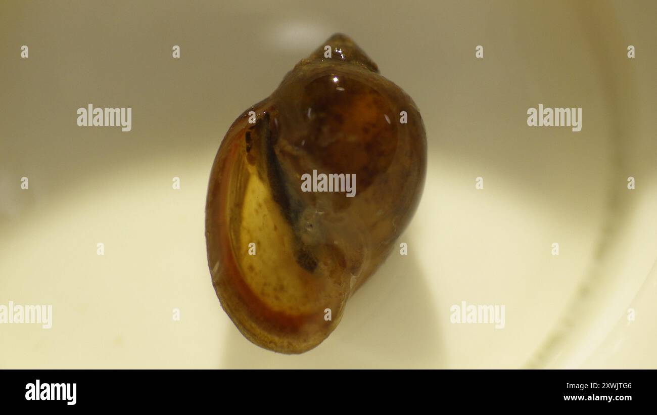 Bladder Snails (Physidae) Mollusca Stock Photo - Alamy