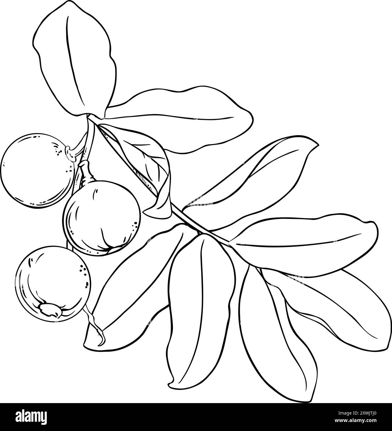 Nut illustration art hi-res stock photography and images - Alamy