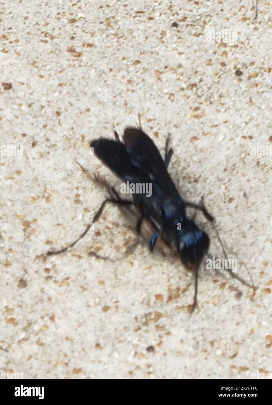 Steel blue cricket hi-res stock photography and images - Alamy