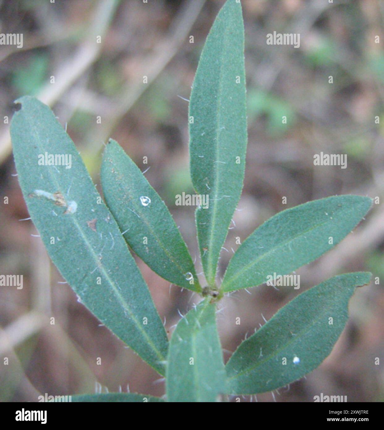 Surprise Packet (Blepharis maderaspatensis) Plantae Stock Photo - Alamy