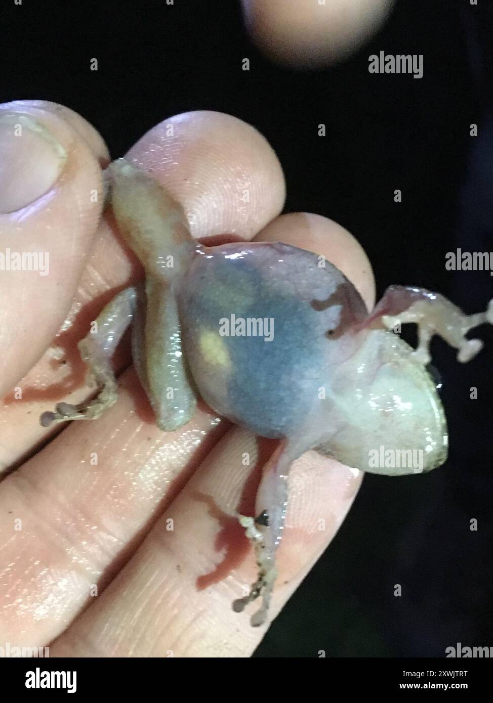 Bogota Robber Frog (Pristimantis bogotensis) Amphibia Stock Photo - Alamy