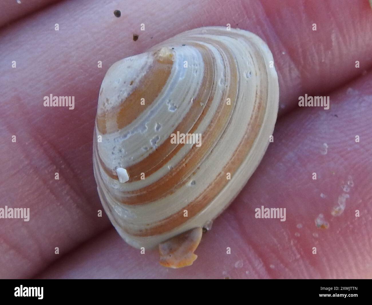 Elliptical Trough Shell (Spisula elliptica) Mollusca Stock Photo - Alamy