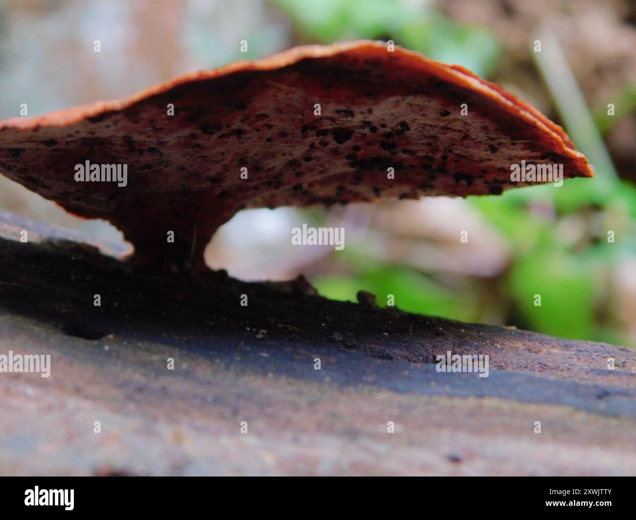 Northern Cinnabar Polypore (Trametes cinnabarina) Fungi Stock Photo - Alamy