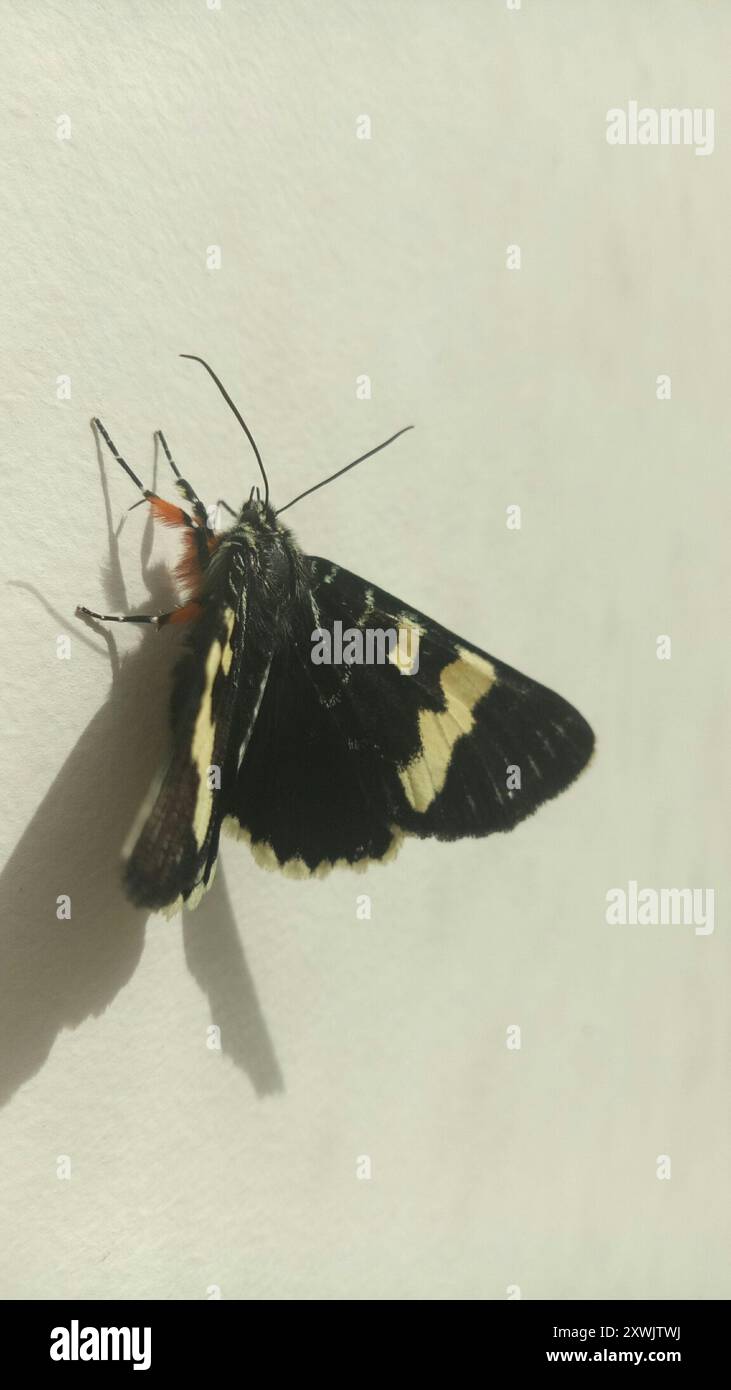 Australian Grapevine Moth (Phalaenoides glycinae) Insecta Stock Photo ...