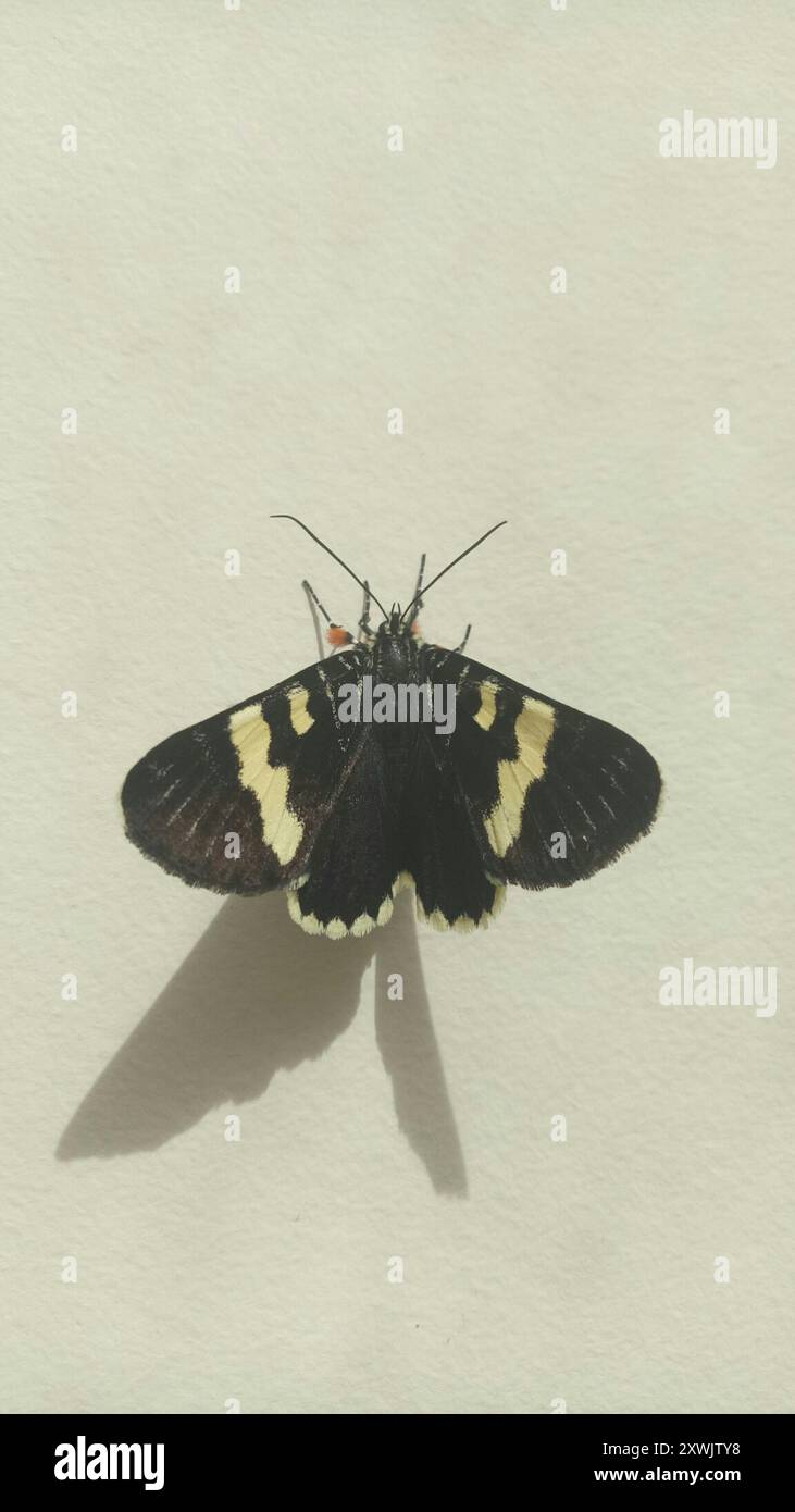 Australian Grapevine Moth (Phalaenoides glycinae) Insecta Stock Photo ...