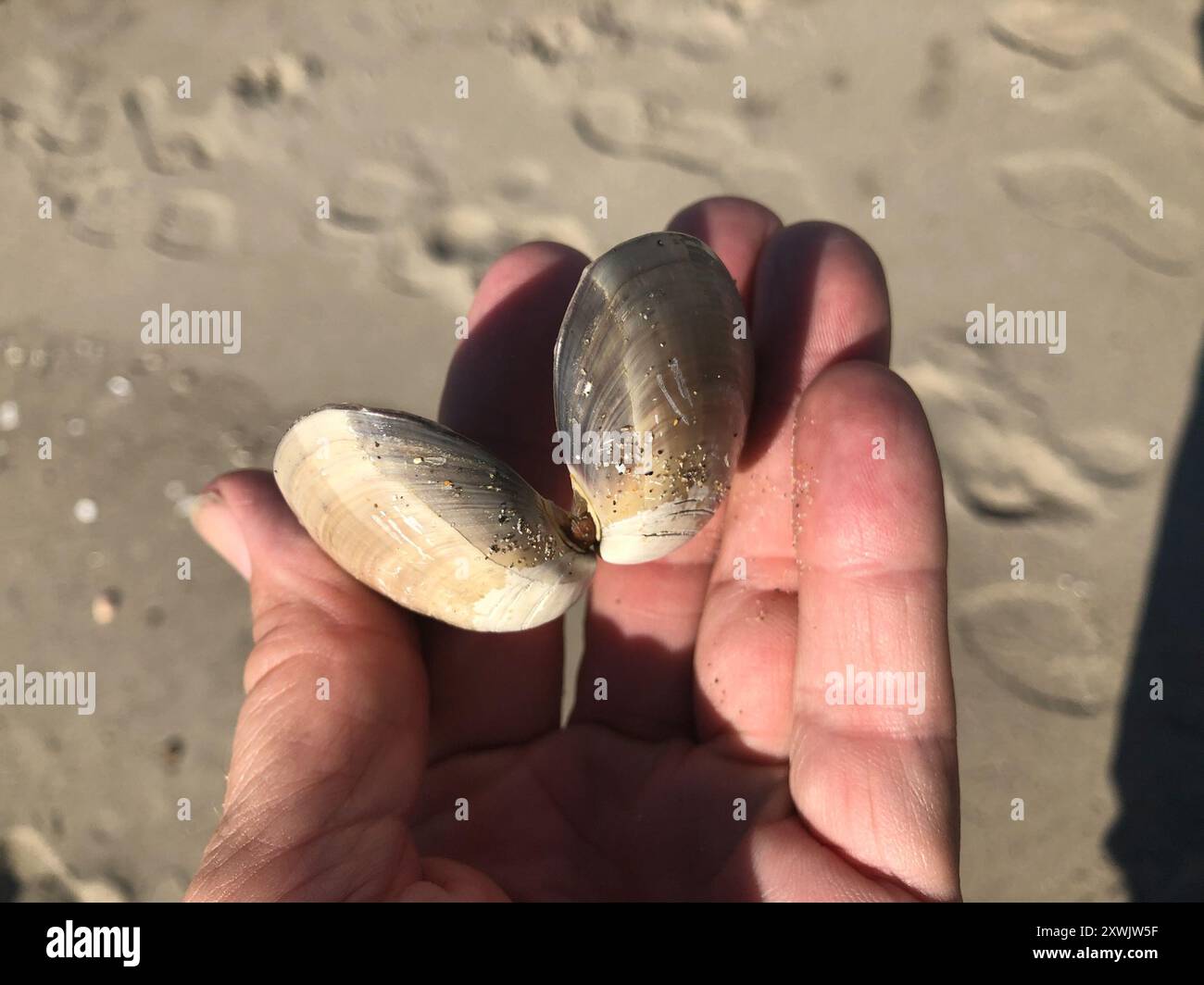 Pismo Clam (Tivela stultorum) Mollusca Stock Photo - Alamy