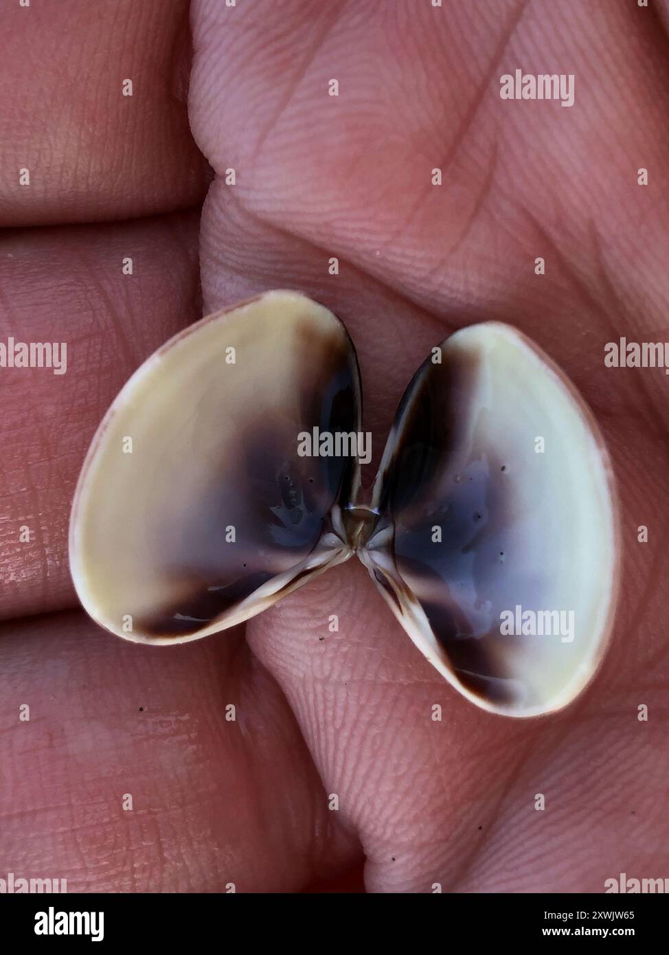 Pismo Clam (Tivela stultorum) Mollusca Stock Photo - Alamy