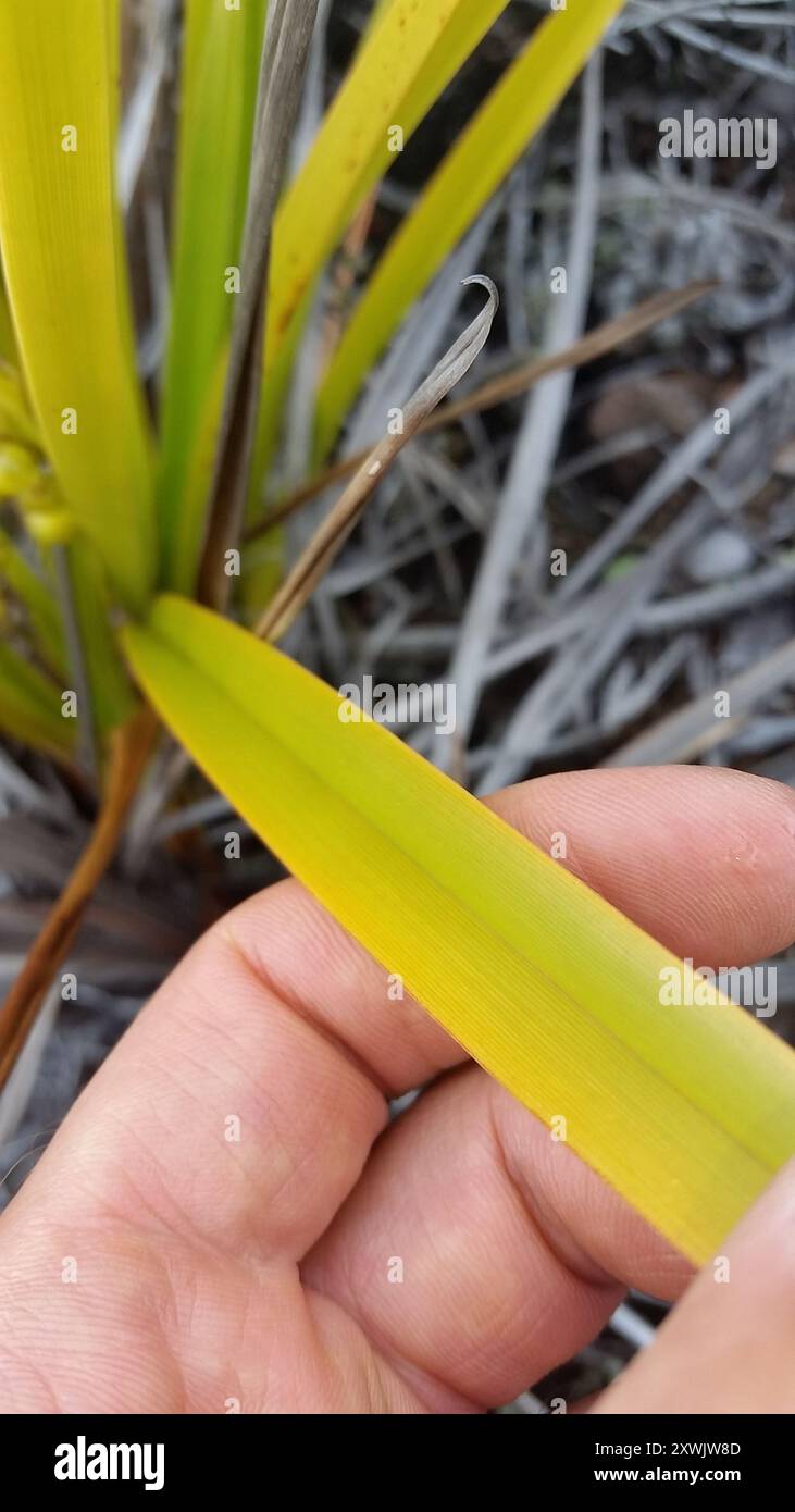 'uki'uki (Dianella sandwicensis) Plantae Stock Photo - Alamy