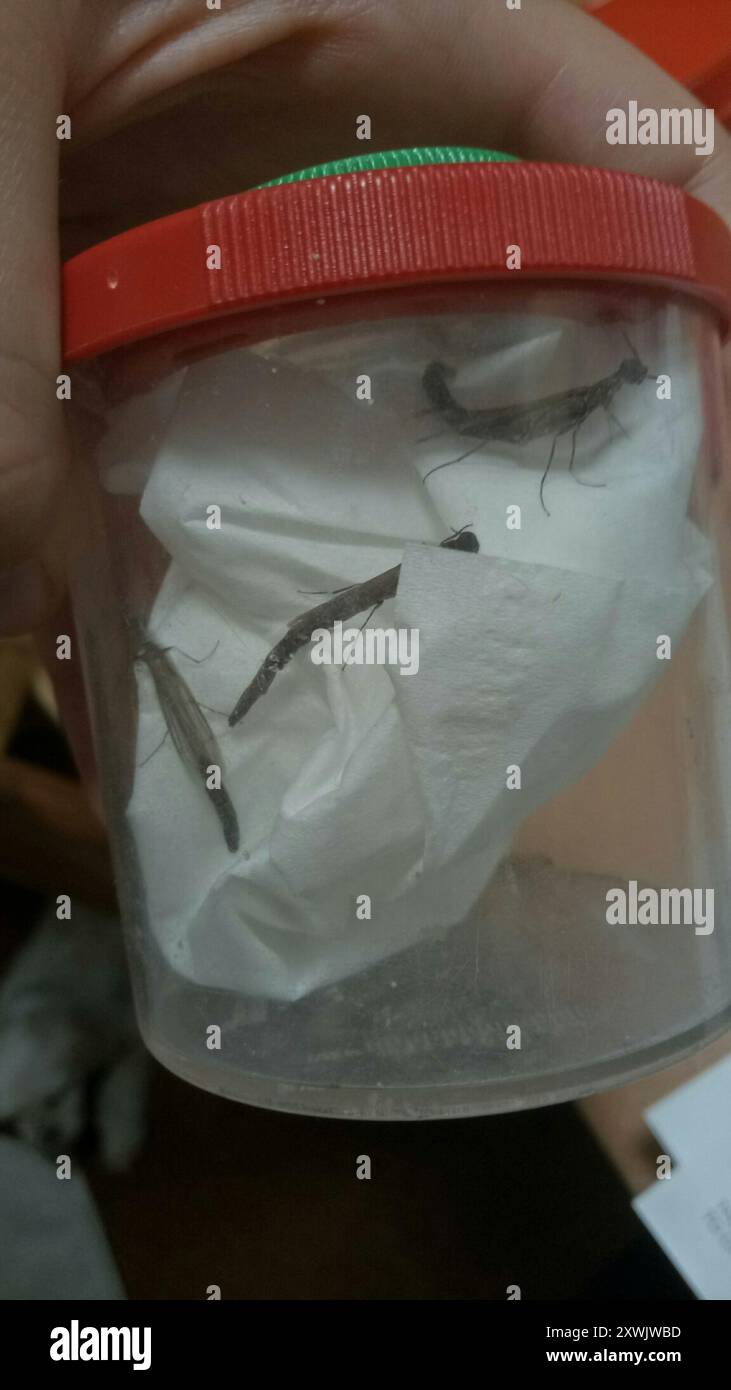 Ship-timber Beetles (Atractocerus) Insecta Stock Photo - Alamy