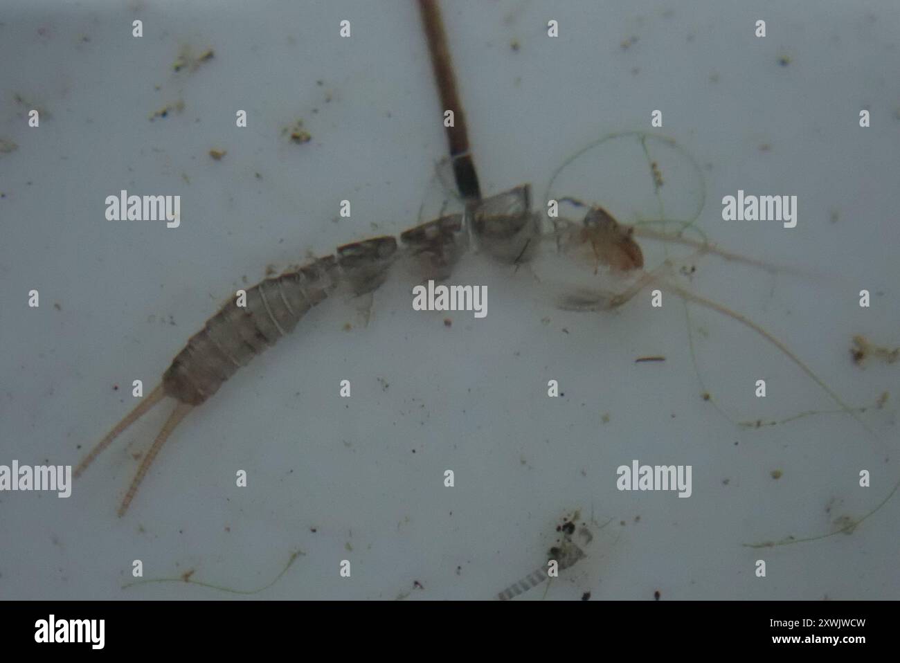 Stoneflies (Plecoptera) Insecta Stock Photo - Alamy