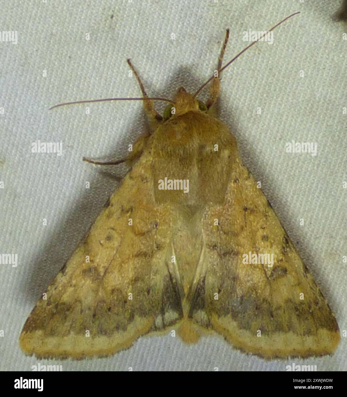 Corn Earworm Moth (Helicoverpa zea) Insecta Stock Photo - Alamy