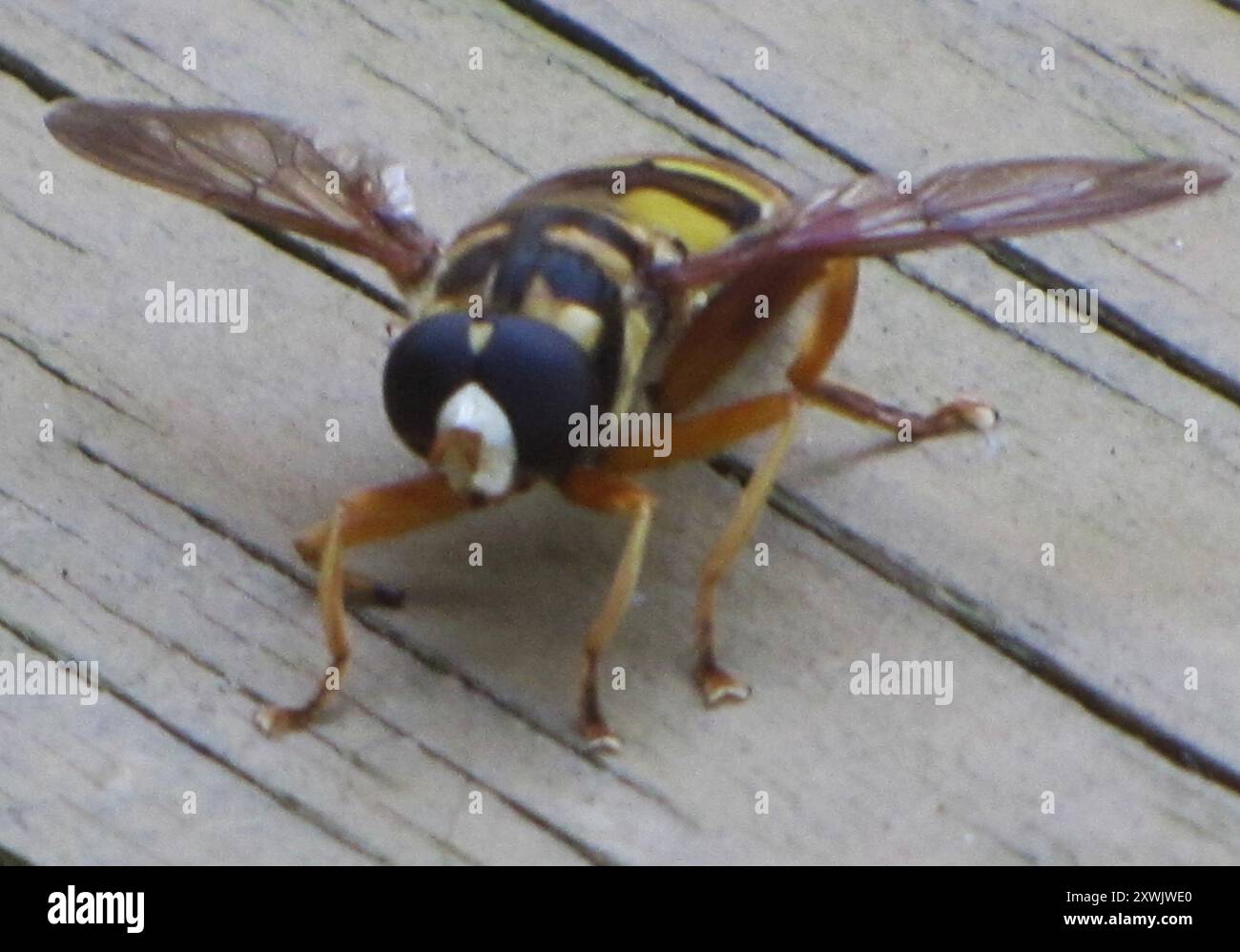 Virginia Giant Hover Fly (Milesia virginiensis) Insecta Stock Photo - Alamy