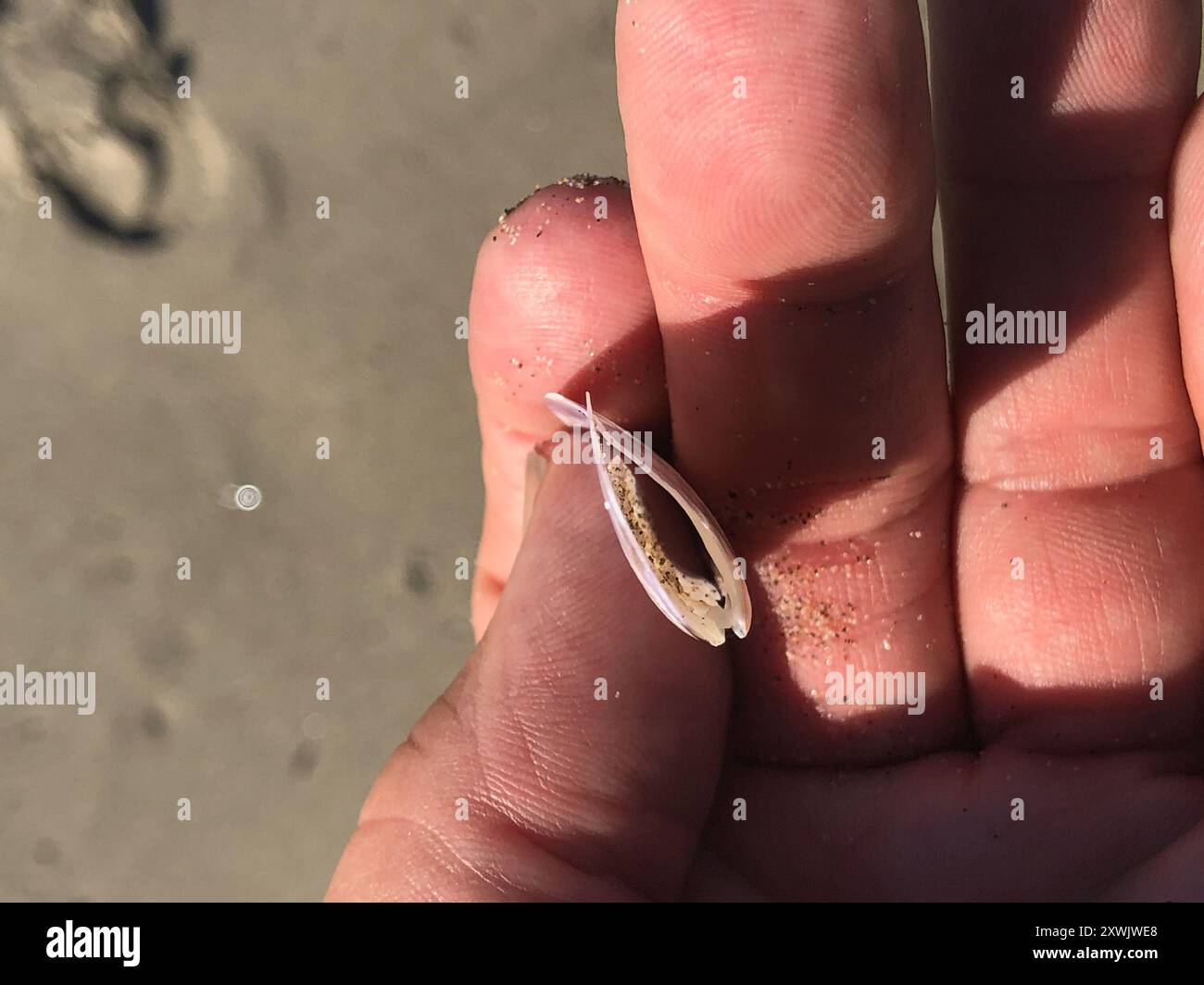 Pacific Razor Clam (Siliqua patula) Mollusca Stock Photo - Alamy