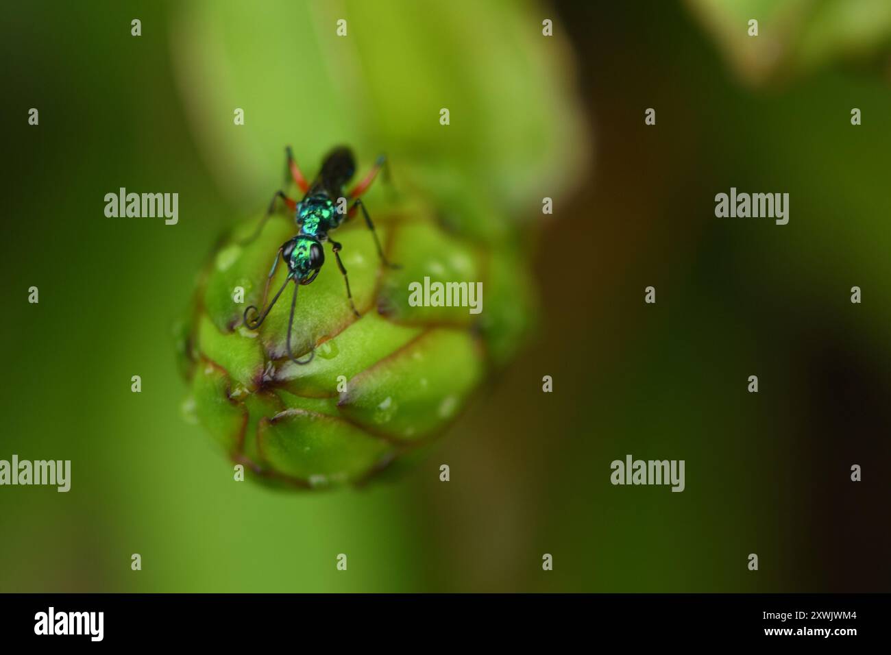 Emerald Cockroach Wasp (Ampulex compressa) Insecta Stock Photo - Alamy