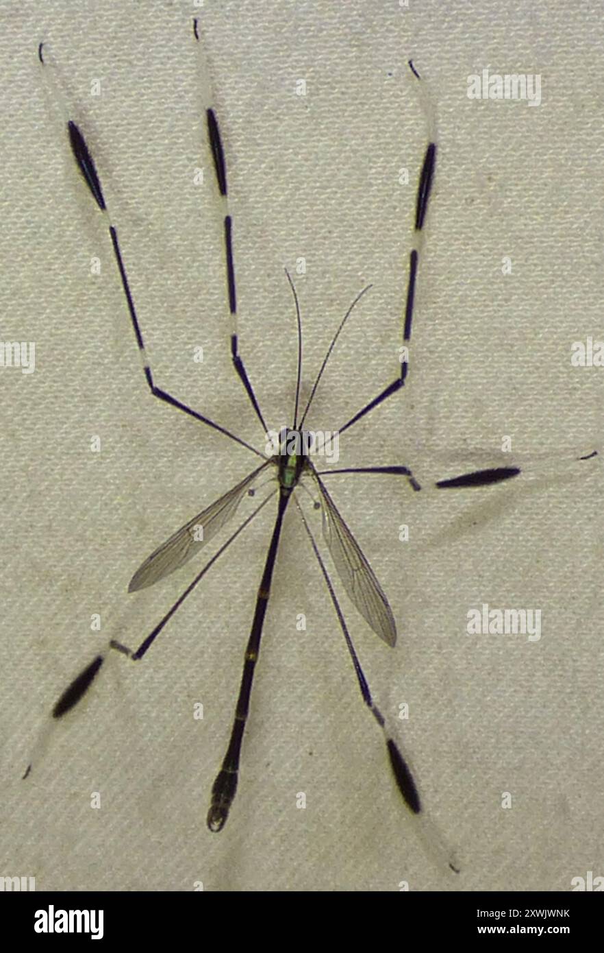 Eastern Phantom Crane Fly (Bittacomorpha clavipes) Insecta Stock Photo ...