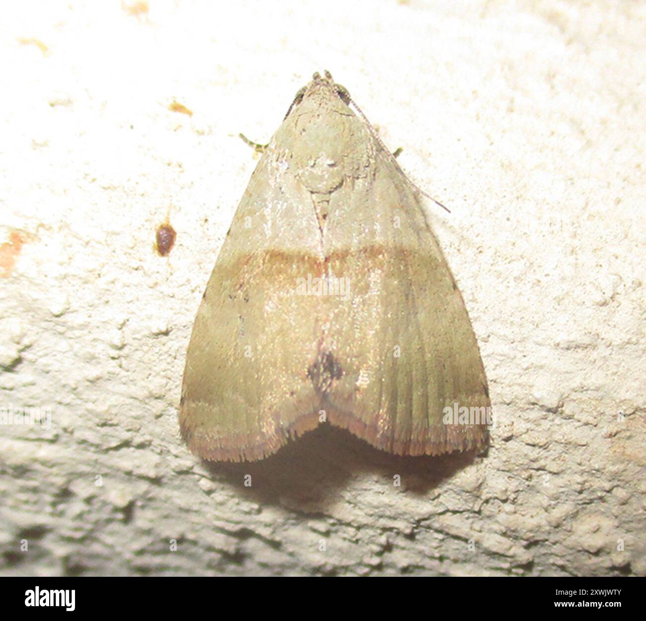 Butterflies and Moths (Lepidoptera) Insecta Stock Photo - Alamy